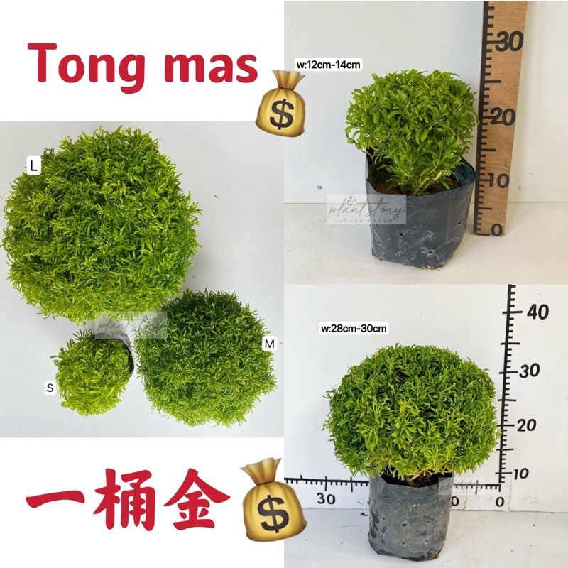 🌞🌈Summer plant 🌱Tong mas🌱一桶金🌱🌞Full sun🌈Outdoor plant🌱户外植物🌱Ready stock🚚🚚 ...