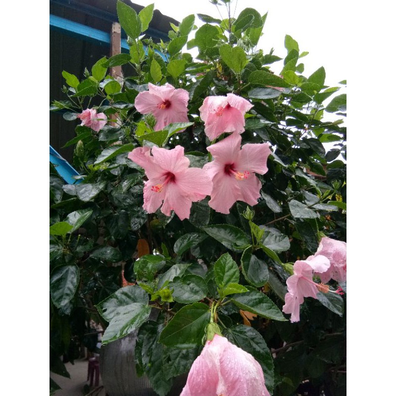 Bunga raya bewarna merah jambu keratan batang pokok murah | Shopee Malaysia