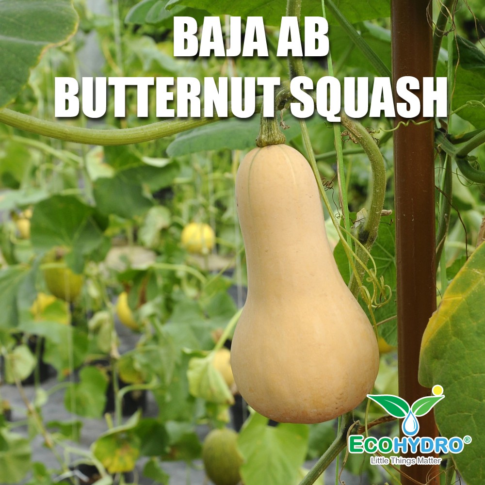 25KG 100L Baja AB Butternut Squash Nutrients Fertigasi Special Formula ...