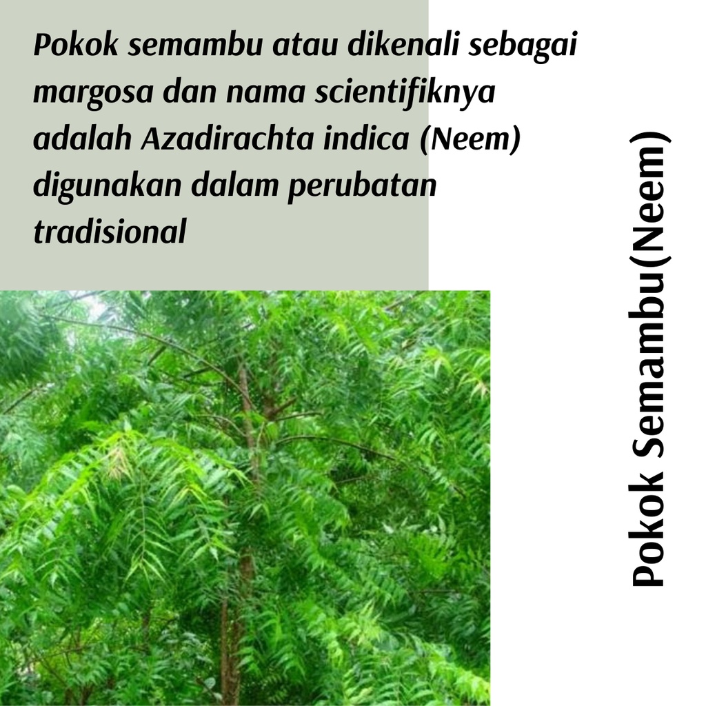 (Real Plant) Anak Pokok Semambu neem herbal plant | Shopee Malaysia