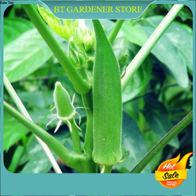 20 pcs Biji benih Bendi hijau / lady finger okra seeds Ready Stock ...