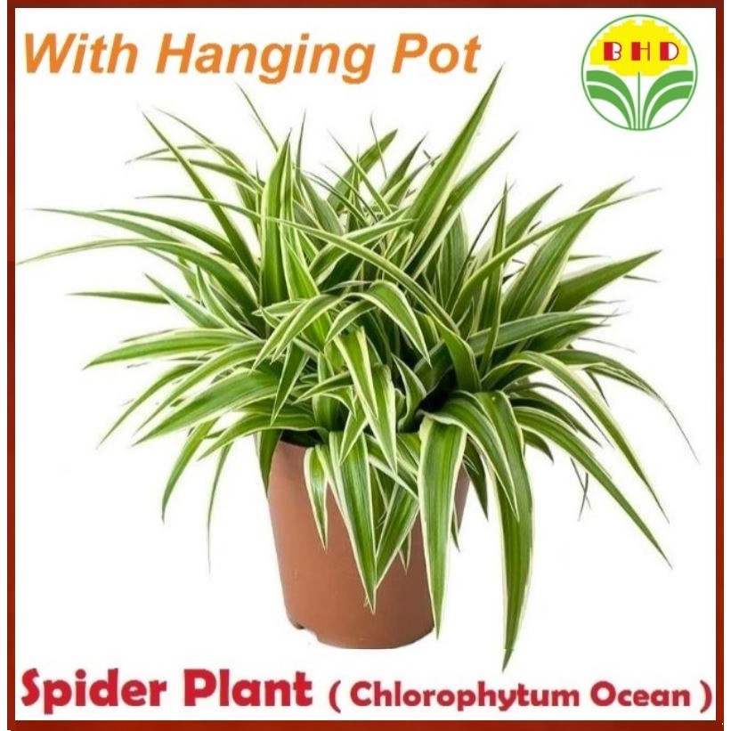 Spider Plants Chlorophytum Comosum Air Purifying Plant Indoor Plants ...
