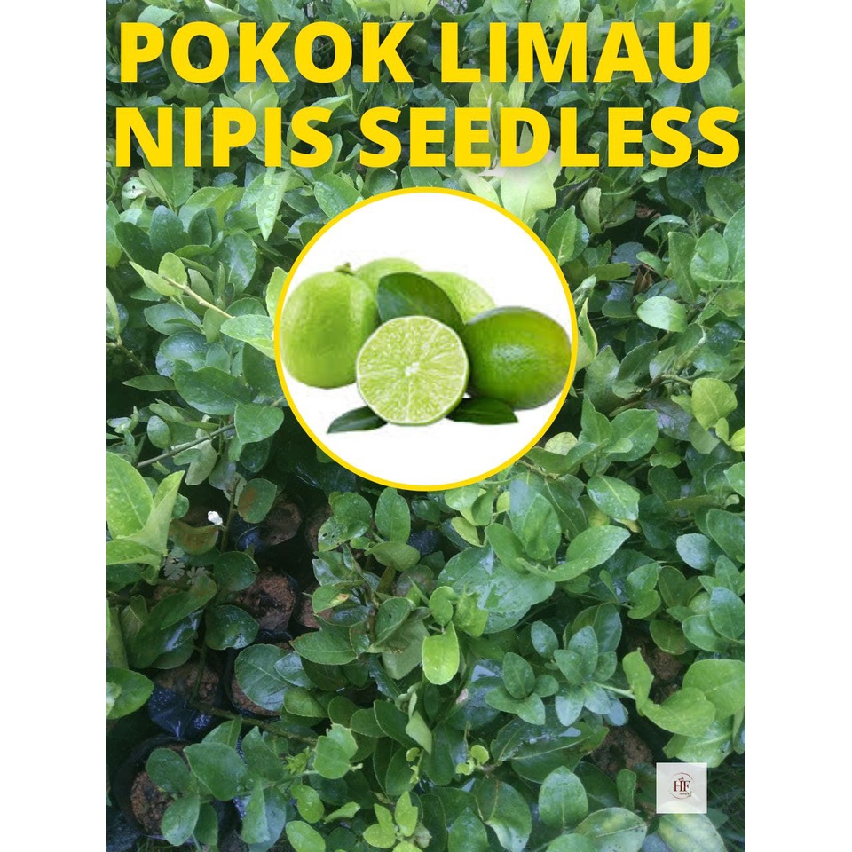 Pokok Limau Nipis Seedless/ limau nipis tanpa biji/ Key Lime Jeruk ...
