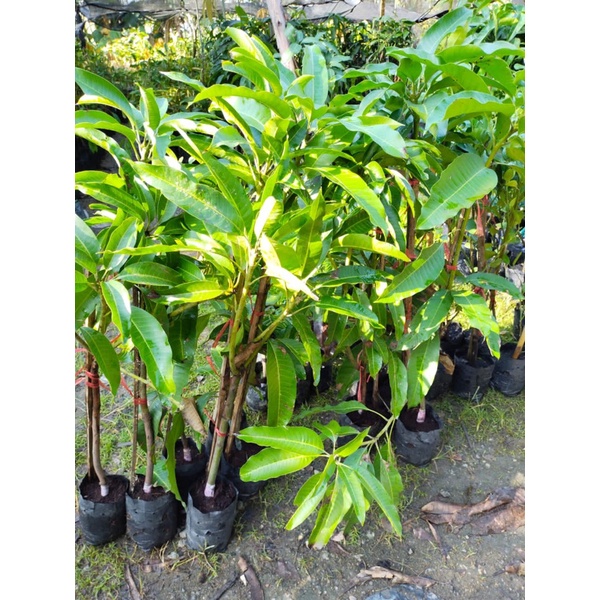 POKOK MANGGA COKANAN | Shopee Malaysia