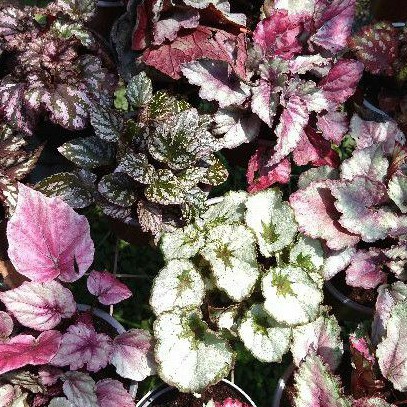 💥Begonia Plant/Asam Batu💥 | Shopee Malaysia