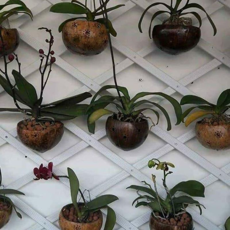 Coconut Shell Flower Pots Coconut Shell Flower Pots Decorative Flower ...