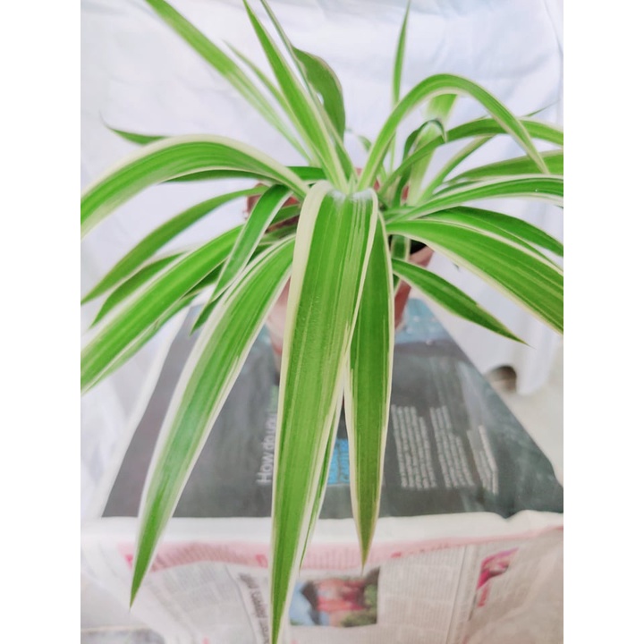 [Ready stock] Spider plant with pot / Chlorophytum comosum / Dengan ...