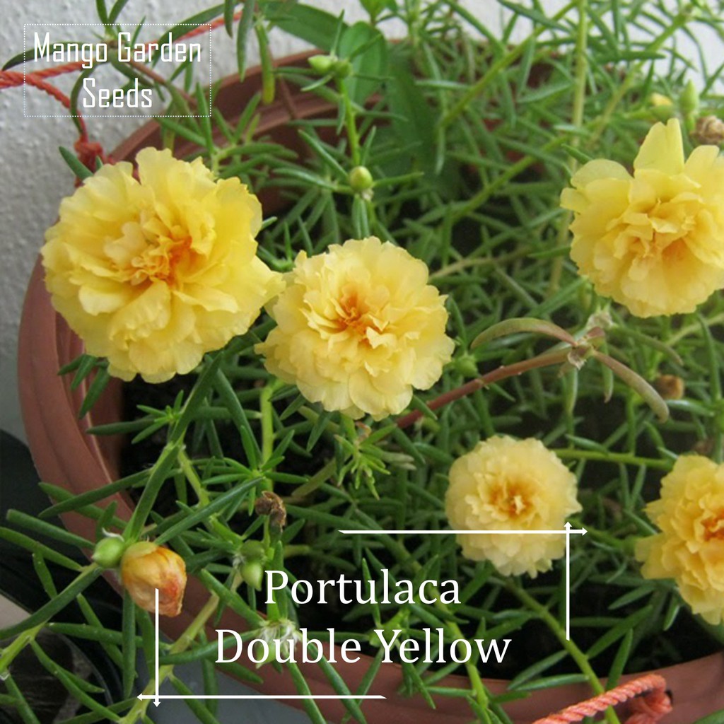Double Portulaca Yellow Flower Seeds - 100 Seed *Pot Friendly* - Moss ...
