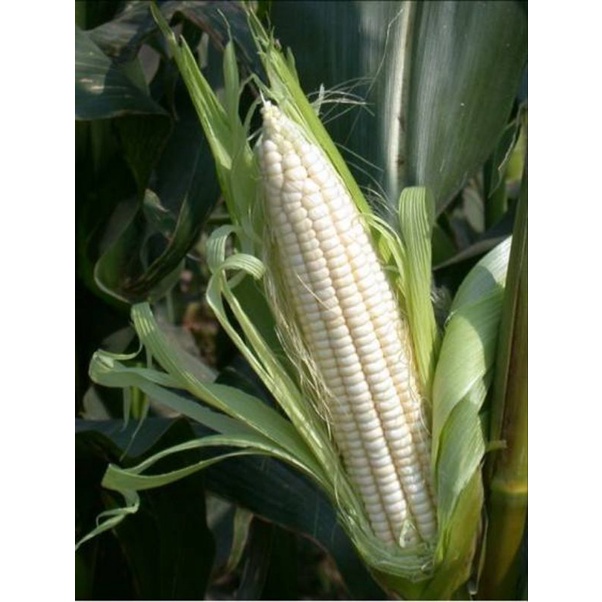 10pcs~Jagung Susu 🌽100%CAMERON HIGHLANDS Produce 🌽🌽 | Shopee Malaysia