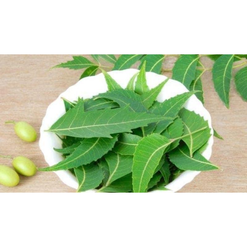 Anak Pokok Mambu / Semambu (Azadirachta indica) | Shopee Malaysia