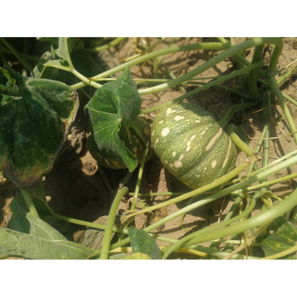 BIJI BENIH LABU MANIS PERMATA F1/PERMATA SWEET PUMPKIN SEEDS(7 SEEDS ...