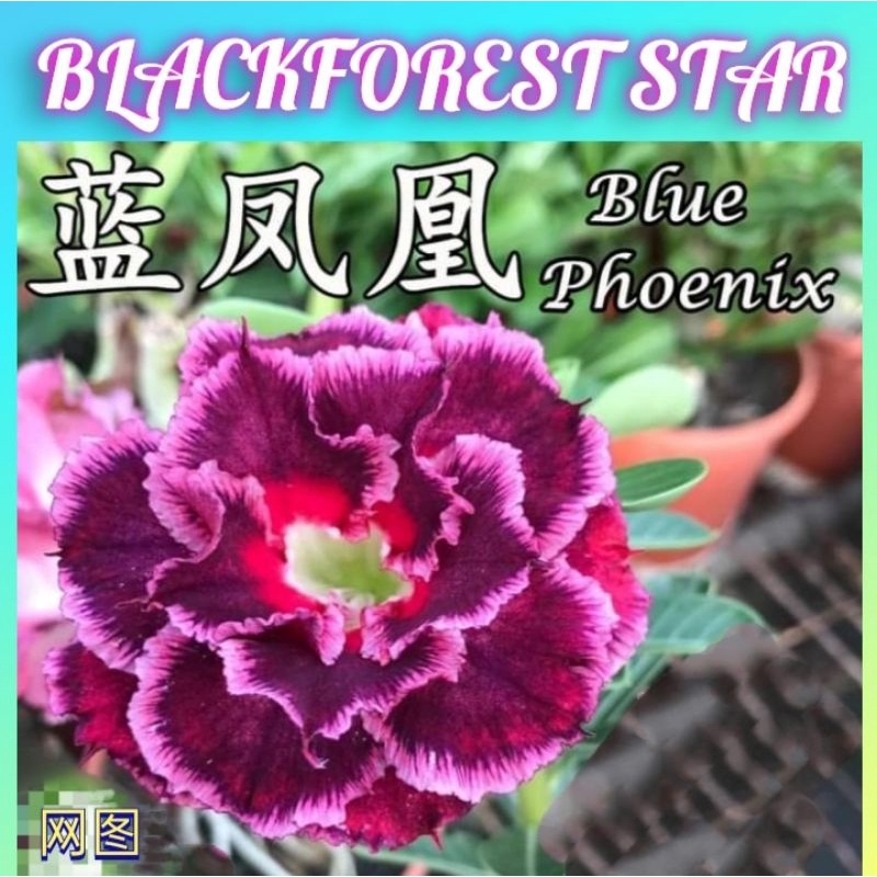 * TAIWAN ID BLUE PHOENIX 蓝凤凰* Pokok Kemboja 富贵花 Live Plant Adenium ...
