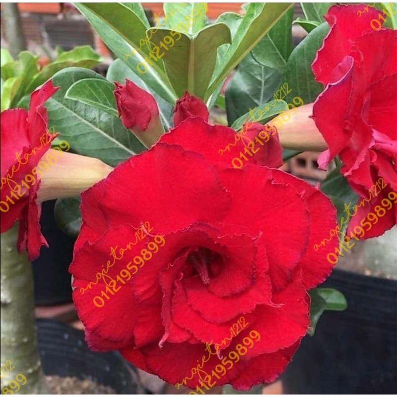 ADENIUM SAIZ POKOK DALAM PASU 8 INCI (POS TANPA PASU) | Shopee Malaysia