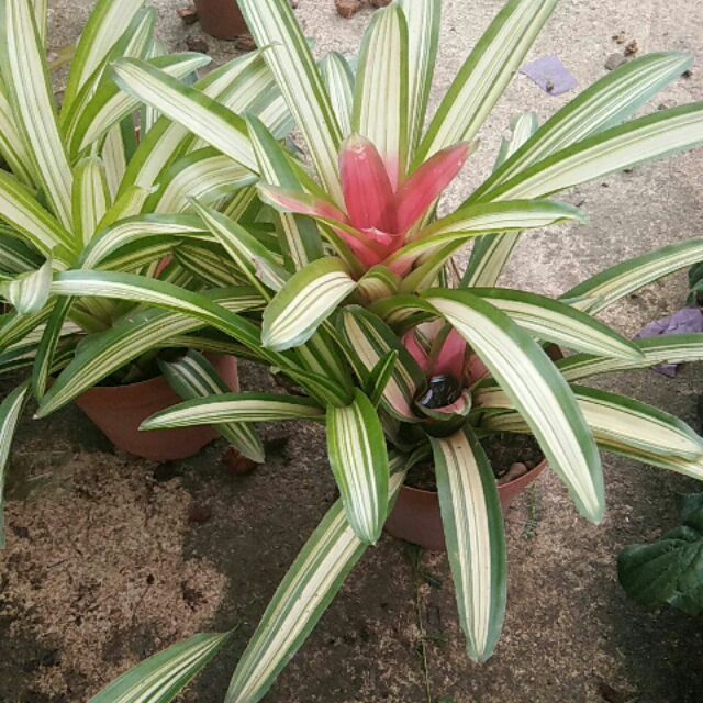AZ Bromeliad Stripped Blushing Bromeliad/neuregelia carolinae tricolor ...