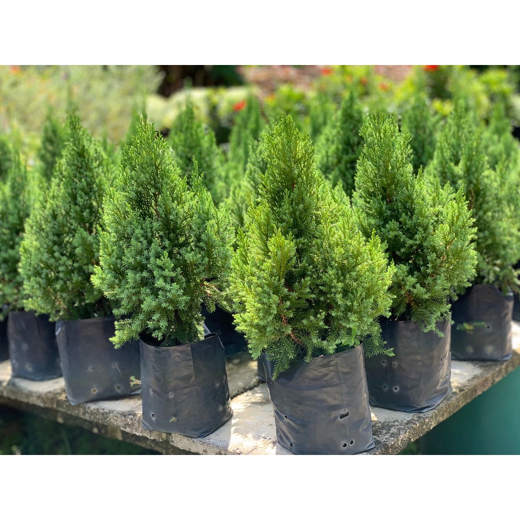 【Live Plant】Pokok pine / pancel pine/ ball pine/ japanese pine/ sleepng ...