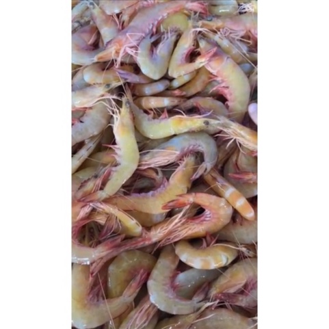 Local Udang Besar big prawn 本地大虾 | Shopee Malaysia