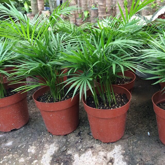 Java palm (terbaik 100 % guarantee) | Shopee Malaysia