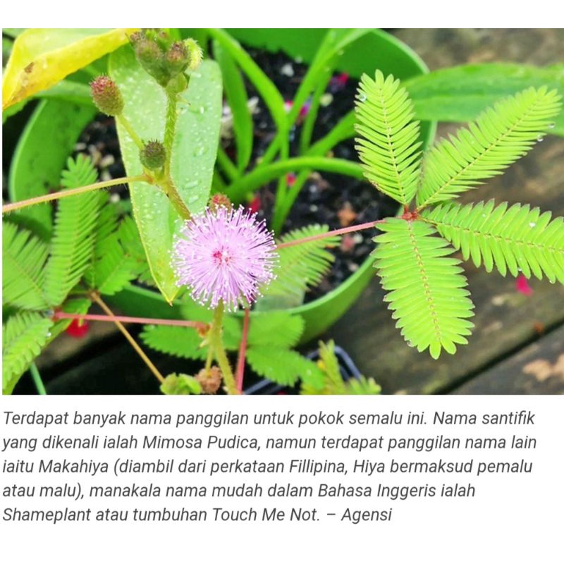 Pokok semalu @ Mimosa pudica | Shopee Malaysia