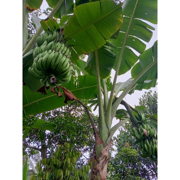 Anak Pokok Pisang Nangka/RENDAH-TINGGI/Batang Besar Buah Besar/seikat ...