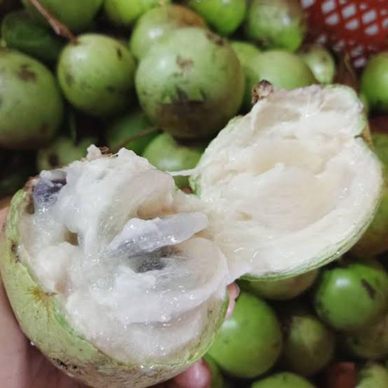 Sapodilla milk sapodilla kenitu rare durian sapodilla 1kg | Shopee Malaysia