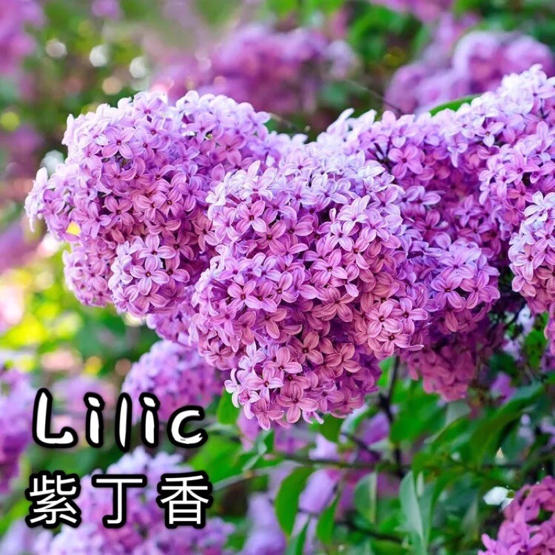 Ready Stock Flower Seed Lilic Biji Bernih Bunga Lilic花种子 紫丁香 | Shopee ...