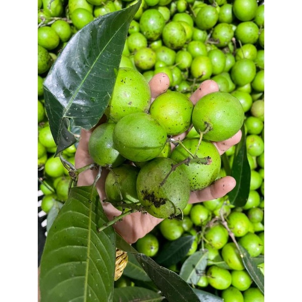 BUAH STAR / REMIA/ KUNDANG MUDA VIRAL | Shopee Malaysia