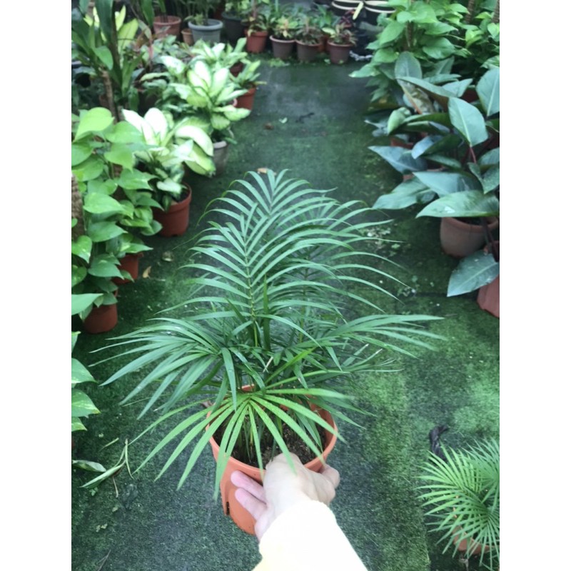 Real Plant / Jawa Palm / Indoor Plant | Shopee Malaysia