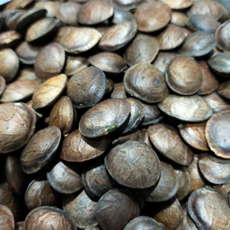 Biji Benih Sacha Inchi Gred A 15pcs/pack. Ready Stock | Shopee Malaysia