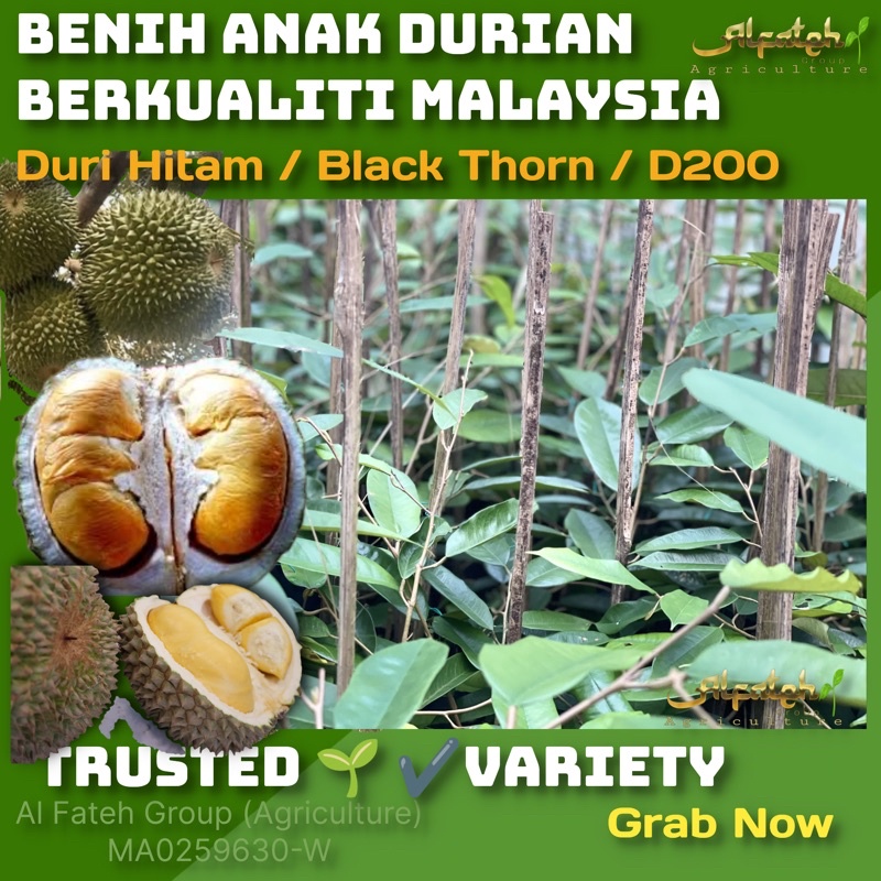 Anak Durian Duri Hitam / Black Thorn / D200 | Shopee Malaysia