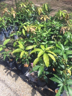 mangga harum manis hybrid /mempelam harum manis / pokok mangga harum ...