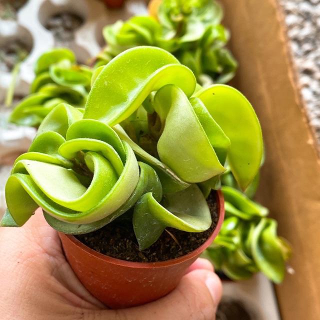 🌱 Hoya🌱 Hoya cembra🌱毬兰🌱 hoya compacto 🌱 Hoya krohniana eskimo 🌱 Hoya ...