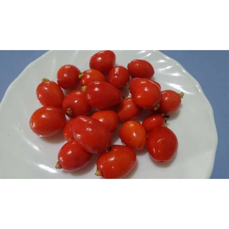 Pokok cedar bay cherry / cedar bay cherry / cherry | Shopee Malaysia