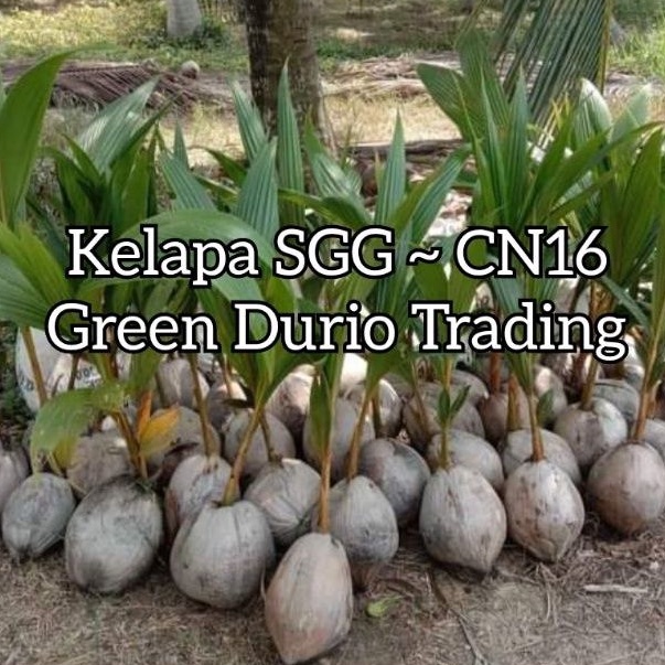 POKOK KELAPA SGG ~BAGUS UNTUK KELAPA MUDA & SANTAN | Shopee Malaysia