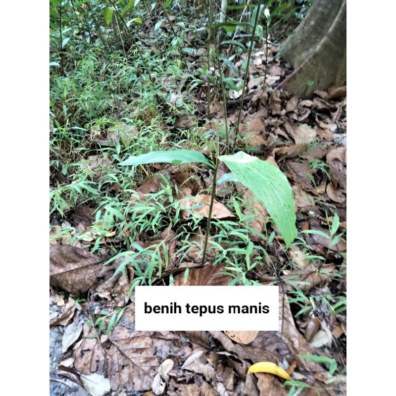 pokok tepus/tuhau enak/upak kechalak/tepus kesing | Shopee Malaysia