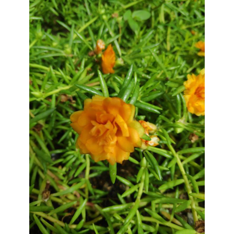 pokok bunga ros jepun warna kuning emas. | Shopee Malaysia