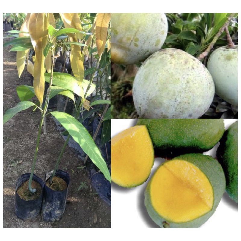 Pokok mangga epal hybrid | Shopee Malaysia