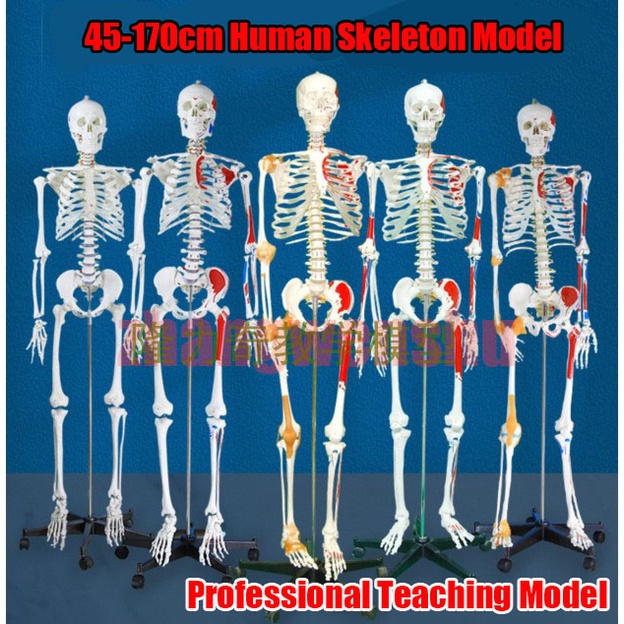 Full Body PVC 85CM Human Anatomical Anatomy Skeleton Medical Teaching Model School & Office Use ...