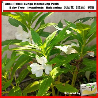 Anak Pokok Bunga Keembung Putih Baby Tree Impatients Balsamina 凤仙花（纯白 ...