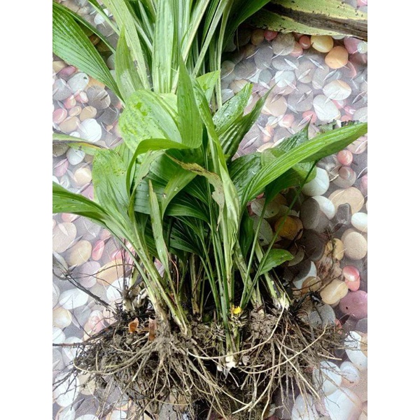 Pokok Lemba @ Pinang Puyuh 💥💥 | Shopee Malaysia