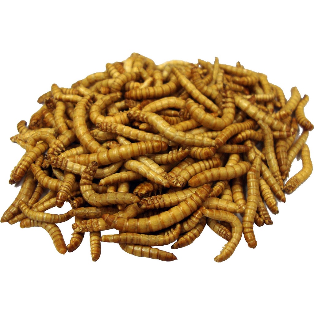 Dried Mealworm Small / Jumbo XXL / Superworm size (hamster, bird, small ...