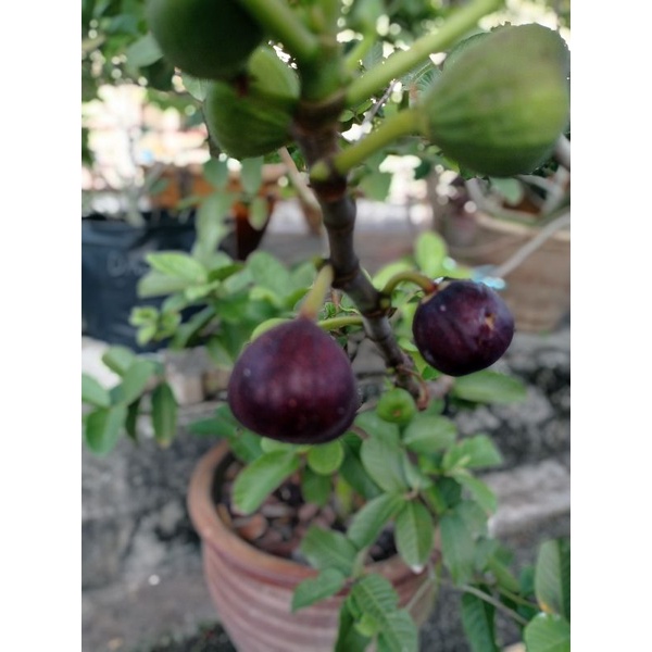 Pokok tin/fig Iraqi/tin Iraqi | Shopee Malaysia