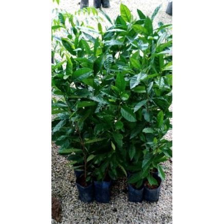 Pokok Salam /🌱Serai Kayu 🌱🔥Daun Samok 🌱🔥Pokok Hidup🌱🔥 | Shopee Malaysia