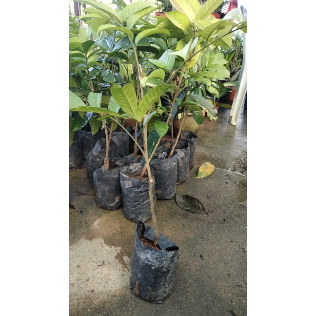 anak Pokok Hidup Dokong Hybrib Live Plant [pokok buah] by MGL PLANTS ...