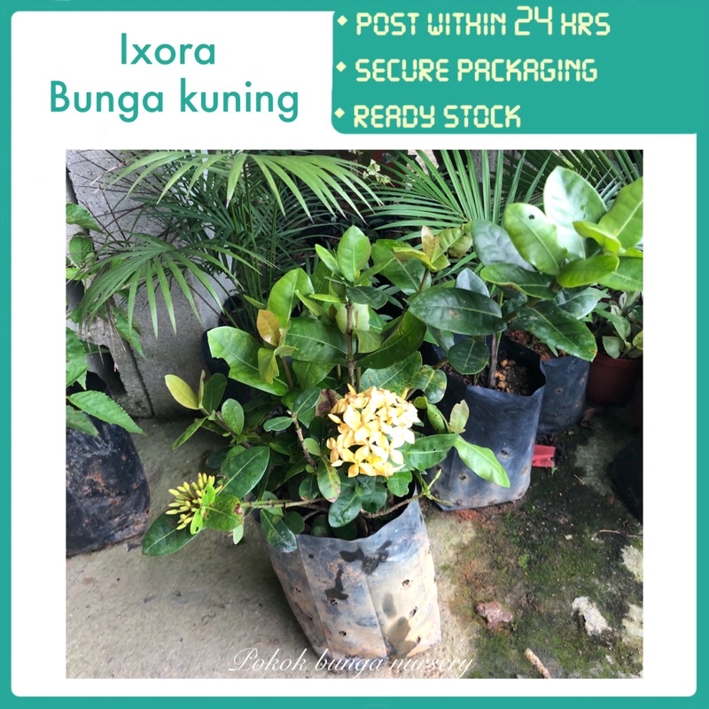 PBN - Ixora bunga kuning - big leaves big flower type pokok bunga ...