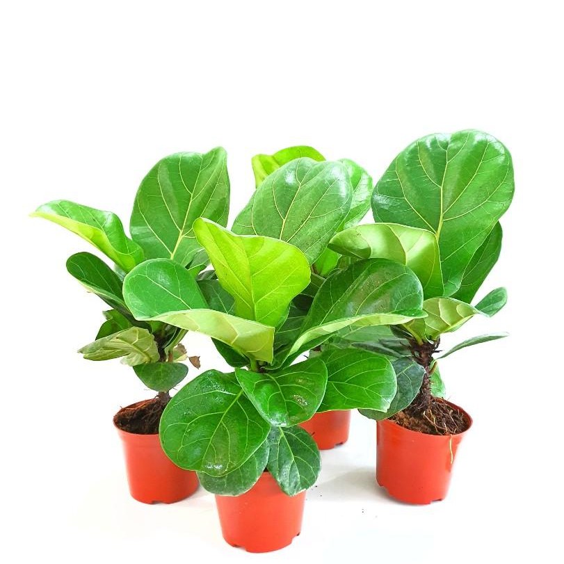 90s Greenovation | Indoor Plant- Ficus Lyrata Green 大琴叶榕‍ （室内净化空气植物 ...