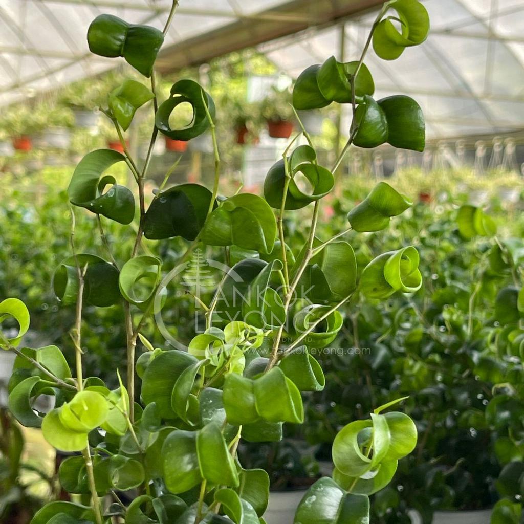 TKL - Ficus Benjamina Barok/ Benjamina Barok Var 卷叶榕卷福/花叶卷福盆栽 | Shopee ...