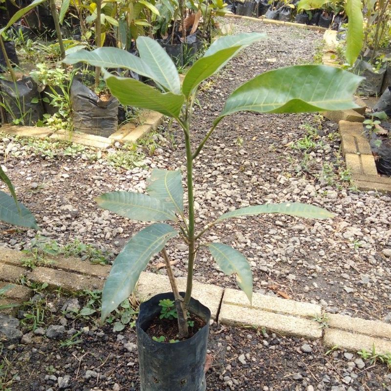 Pokok mangga kuini hybrid | Shopee Malaysia