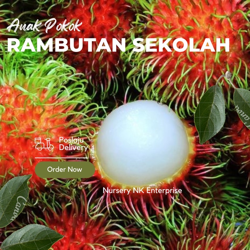 Anak Pokok Rambutan Sekolah | Shopee Malaysia