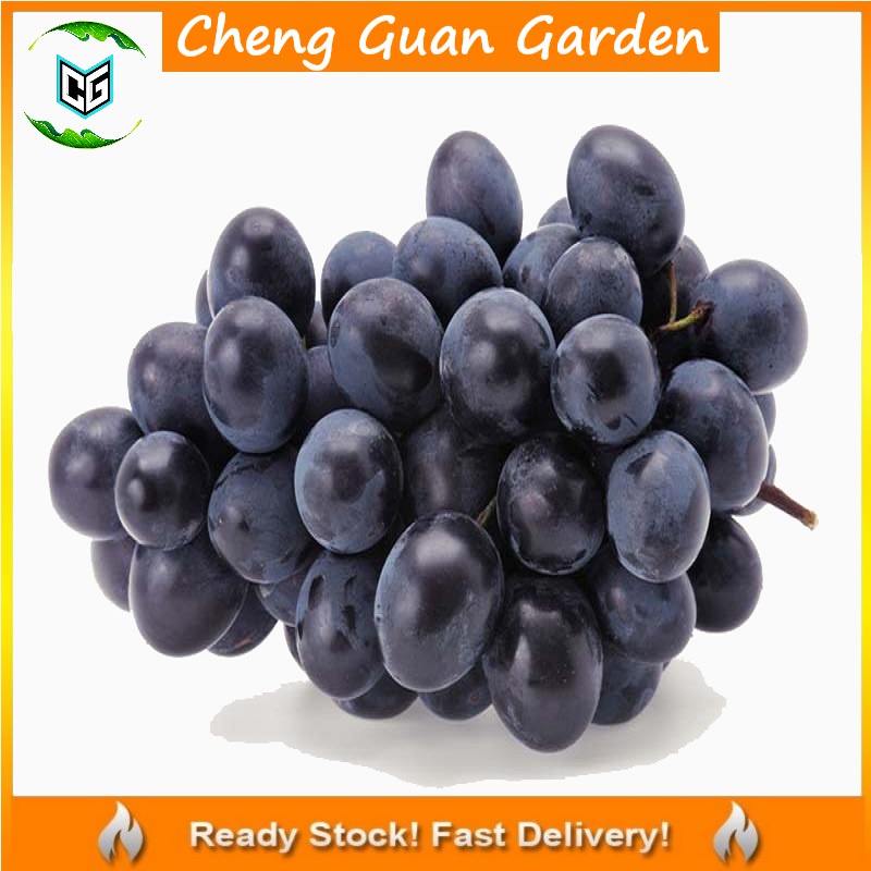 Anak Pokok Anggur Hitam Hybrid Pokok Import Dari Thailand Pokok Stabil ...