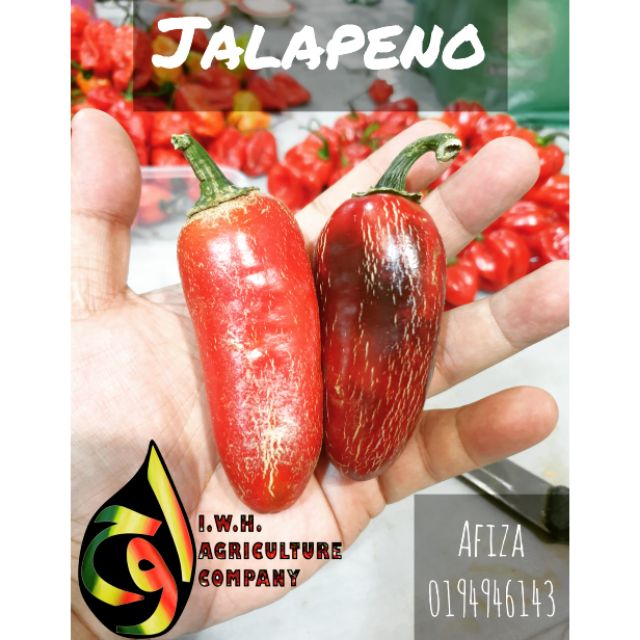 Cili Besar American Jalapeno | Shopee Malaysia
